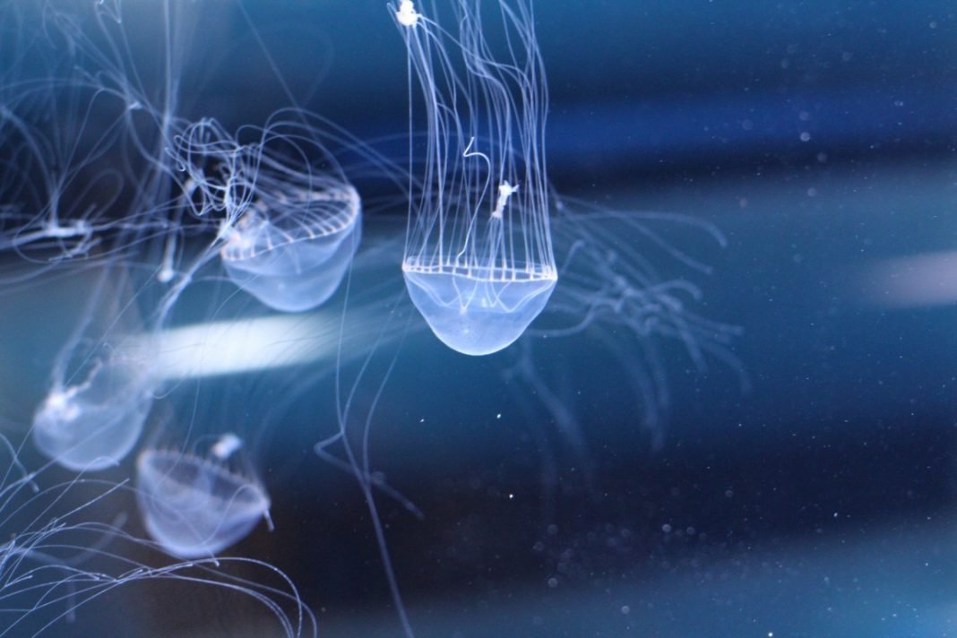 Australian Box Jellyfish Facts | Nature's Deadliest Creature