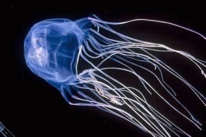 Australian Box Jellyfish Facts | Nature's Deadliest Creature