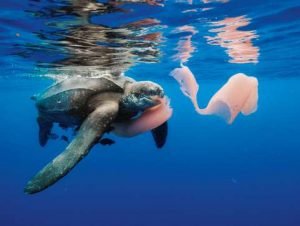 What Eats Box Jellyfish | Box Jellyfish Predators