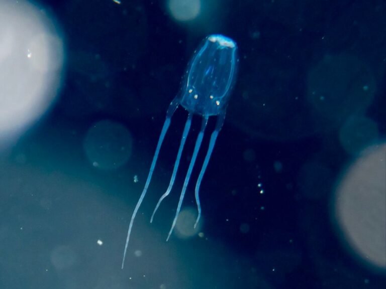 Box Jellyfish - Get to know all about the Box Jellyfish