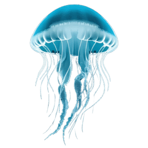 Box Jellyfish Season Australia